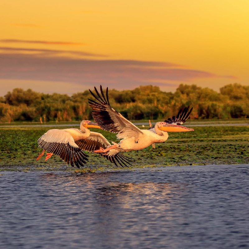 DELTA DUNARII, 3 zile, Toate locatiile, Romania - Circuite cu autocarul ...